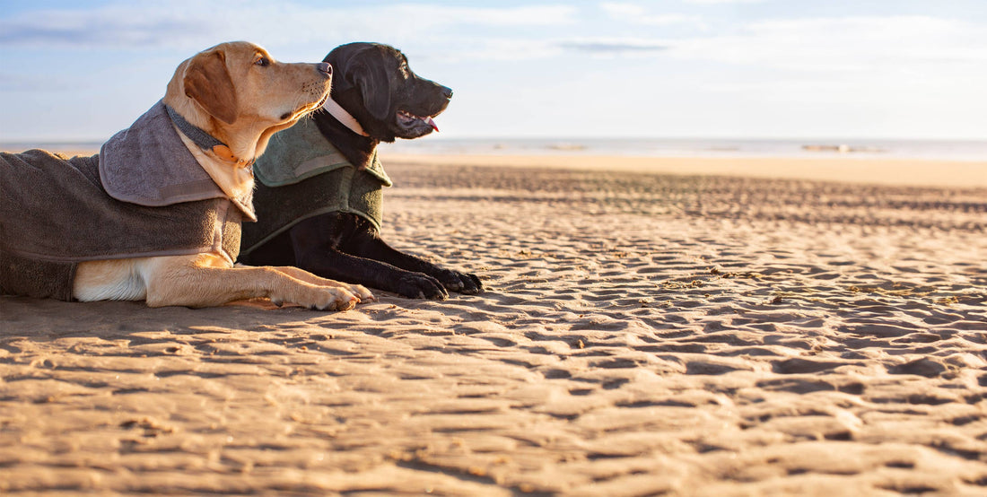 Luxury Products for Dogs & Cats | Lords & Labradors – Lords & Labradors USA