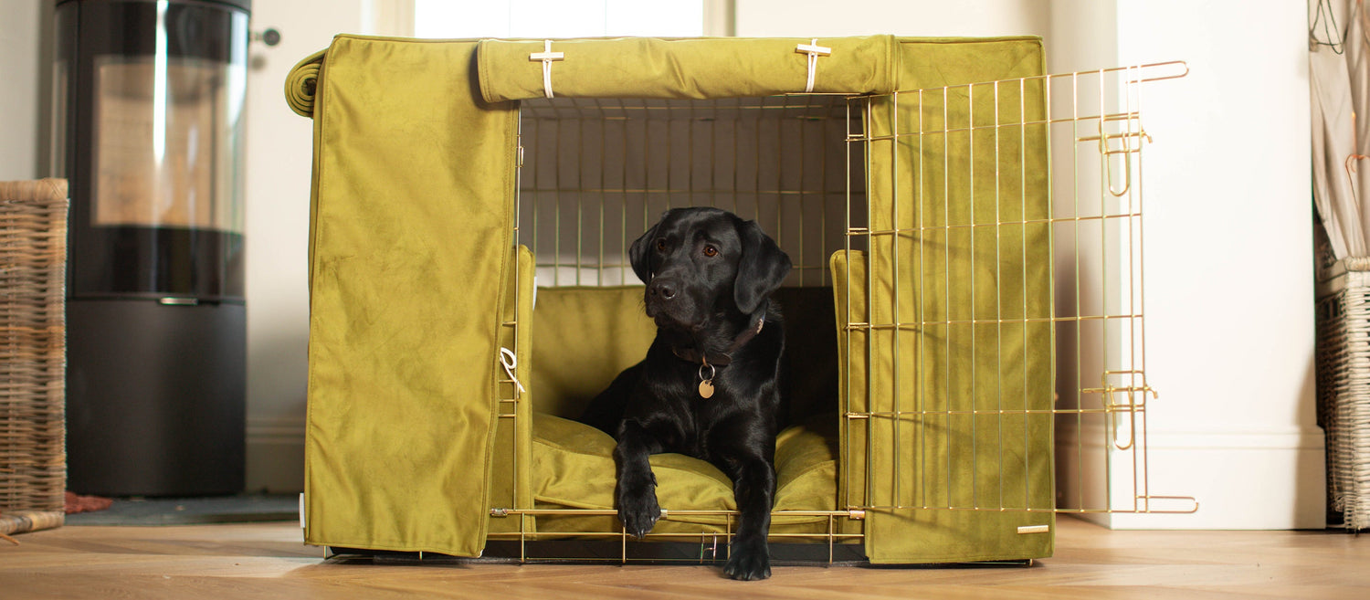 Luxury Products for Dogs & Cats | Lords & Labradors – Lords & Labradors USA